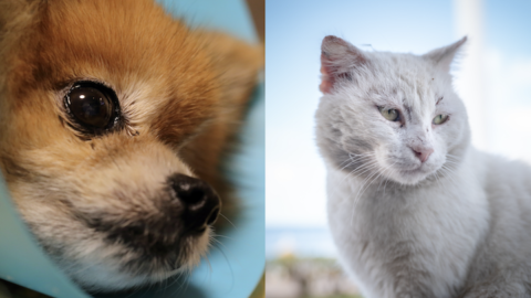 El cáncer en gatos y perros - La Clinica Veterinaria