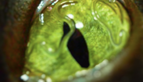 ¿Qué es la Thelazia? - La Clinica Veterinaria